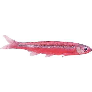 Fishing: Cabela's Preserved Shiners: 0049363252039: Amazon.com: Books