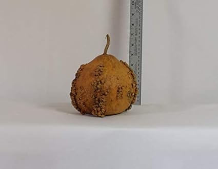 Amazon.com: Dried Hard Shell Warty Gourd - 5" - 6" Diameter : Arts ...