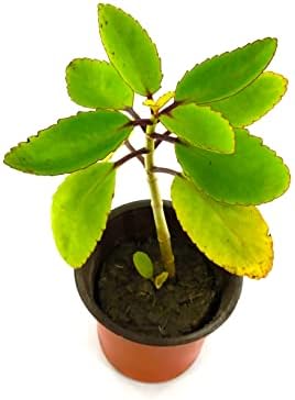 Modern Plants Live Ranapala Plant / Kidney Stone Live Plant / Air Plant ...