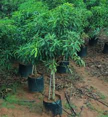 MALGOVA MANGO PLANT : Amazon.in: Garden & Outdoors