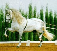 All About The Purebred Spanish Horse / Caballo Español: Todo Sobre La ...