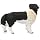 SCHLEICH,16840, 16840 - Border Collie, Mehrfarbig Mehrfarbig: Amazon.de ...