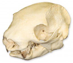 Amazon.com: Southern Two-Toed Sloth Skull (Teaching Quality Replica ...
