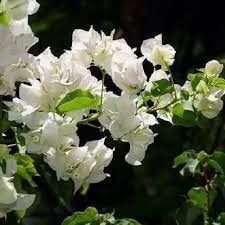 Linaa Bougainvillea Flower Plant Kagoj Ful Bagan Bilas Flower Live ...