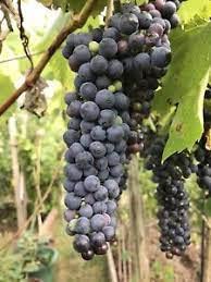 Mphmi Live Plants Nursery Garden Grape Plant Moon Drops Black Seedless ...