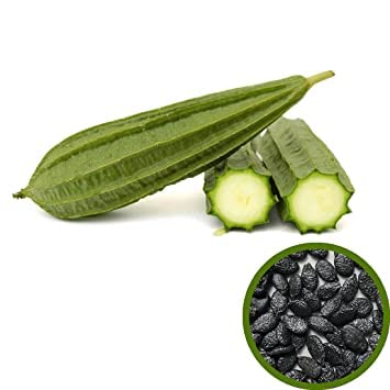 Ridge guard vegetable seeds pack of 50 seeds : Amazon.in: Garden & Outdoors