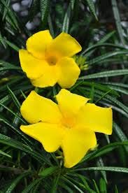 Rameshvar Enterprises | Yellow Kaner (???? ????) Nerium Oleander ...