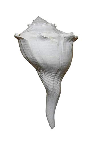 Buy Thenkumari® Shell Valampuri/Dakshinavarti Shankh Original Sangu ...