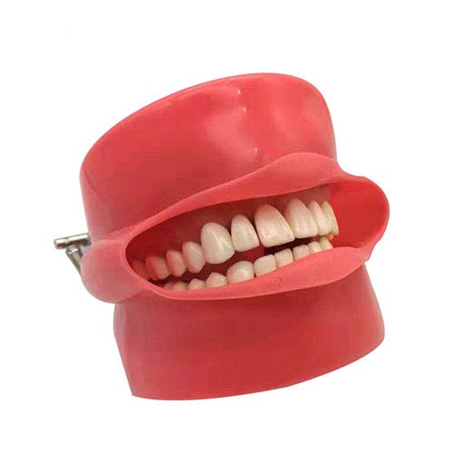 Buy LMEIL Dental Phantom Head Model Silicone Dental Anatomy Cavity ...