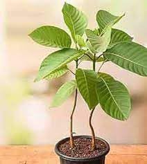 PlantaZee Kadam Tree, Kadamb - Plant : Amazon.in: Garden & Outdoors