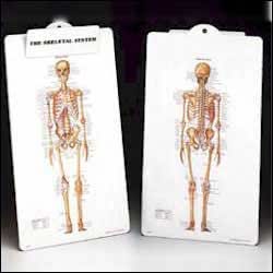 Amazon.com: Skeletal System Clipboard : Office Products