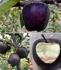 Apple Plant Grafted Live Apple Plant Original Variety Especially Hot ...