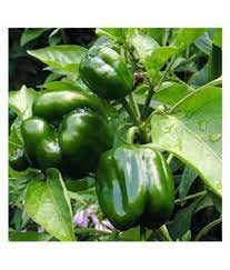 Green Capsicum Vegetable F1 Hybrid Shimla mirch 100+ seeds : Amazon.in ...