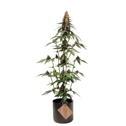 Amazon.com: FAUX-20 Decor - 30” Artificial Marijuana Plant - Fake Weed ...