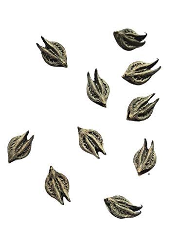 CooPany® Garuda Mukku/Bat Head Roots/TeluKondi Kaya Seeds Pack of 10 ...