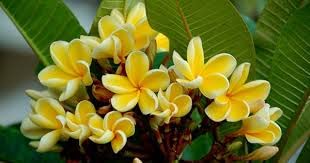 MS GREEN NURSERY Frangipani Plant/ plumeria/wood champa/kath golap ...