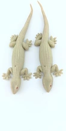 Buy advancedestore [Pack of 2 Dead Lizard(balli) Prank -Fake Rubber ...