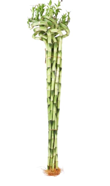 Polygon Green Live Spiral Lucky Bamboo/Dancing Sticks, 80cm Spiral ...