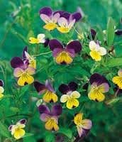 Amazon.com : Johnny Jump-up Flower Seeds : Flowering Plants : Patio ...
