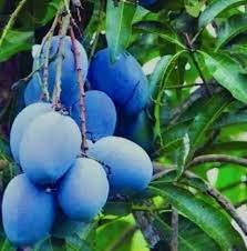 Uniquetree -Thailand Blue Mango Plant - Rare Thailand Variety - Grafted ...