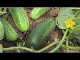 Emblem Lotus Cucumber 20 Seeds : Amazon.in: Garden & Outdoors