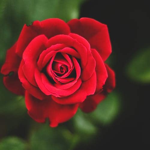 Ariya Rare Grafted Climbing English Rose Plant Darcey Bussell Deep Red ...