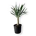 Amazon.com : Andersen Farms Yucca Cane Live Plant Indoor/Outdoor in 10 ...