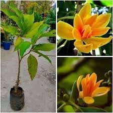 ND PLANT BAZAR Champa Magnolia champaca Son-chafa Champangi Sambagan ...