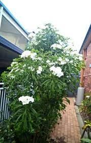 OXY GREEN PLANT®Nag Champa Plumeria rubra,Frangipani,Plumeria,Golachin ...