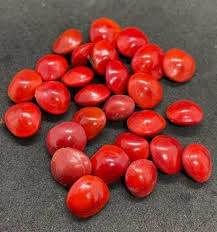Red chandan tree seeds (6 seeds) : Amazon.in: Garden & Outdoors