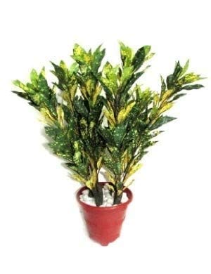 EdensField Croton Variegatum Petra Croton Norma Codiaeum Variegatum ...