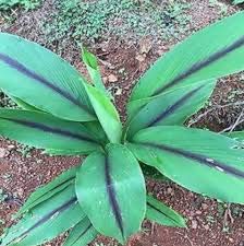 Kapebonavista® Live Kali Haldi Plant NAR Kachura Krishna Haridra Black ...