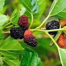 A&S Plant Shahtoot, Mulberry, Tuti (Small Leaves) - Plant with Pot ...