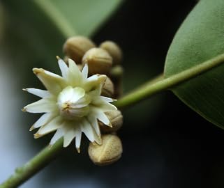 Rare bokul tree flower live plant Pack Of 1 : Amazon.in: Garden & Outdoors