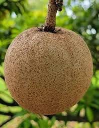 THAI SAPOTA CHIKU (Sapodilla) Zapote Chico Grafted Dwarf Variety ...