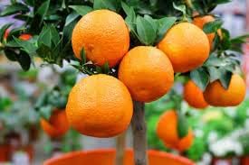 SOMNIA NURSERY Darjeeling Orange santara Live Plant Healthy Grafted ...