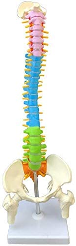 Anatomical Model, Medical Color Anatomical Spine Model,with Pelvis ...