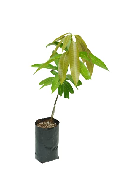 keralagro Mango graft benishan high yielding live plant : Amazon.in ...