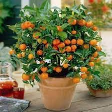 Narangi/Calamondin ornamental tree/plant-live plant : Amazon.in: Garden ...