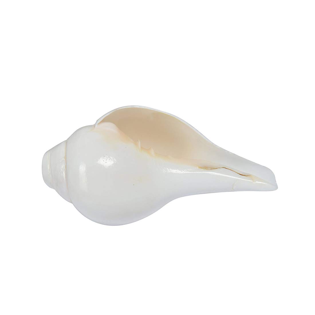 Buy Fashionbonanzamart Pooja Sound Shankha Conch Shell for Hindu Divine ...