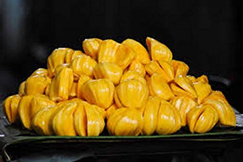 Plants Point Rare Exotic Jack fruit" Then Varikka" Plant Super Tasty ...