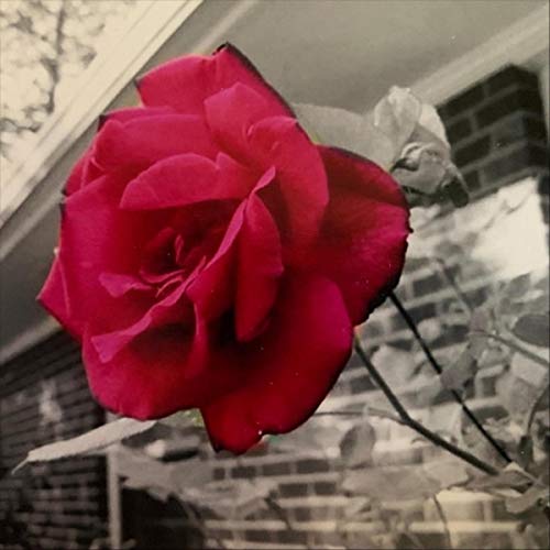 Lovely Lady by Gerry Dwayne on Amazon Music - Amazon.com