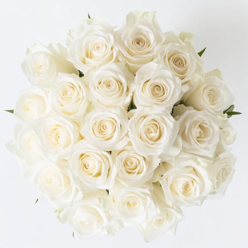 The Beauty and Significance of White Roses: A Guide to This Timeless Flower