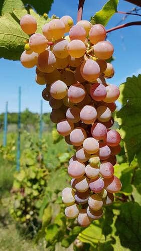 Amazon.com : Canadice Seedless Grape Vine - 1 Bare Root Live Plant ...