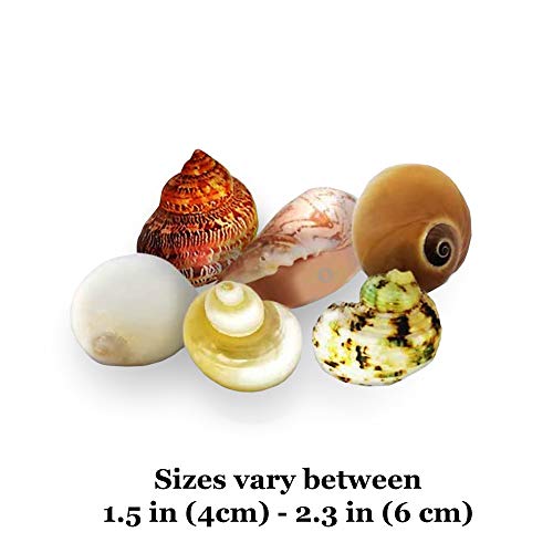 Pet Hermit Crabs Shells