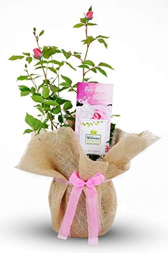 Rose Bush 'Fantastic at 60' - Happy Birthday Gift - Rose Bush Gift ...