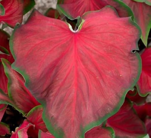 Amazon.com : 6 Red Ruffles Caladium Bulbs for Planting - Perennial ...