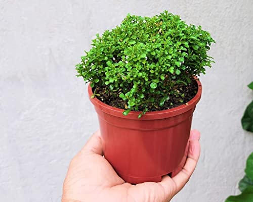 Buy Creative Farmer Plant For Study Table Murraya Paniculata Dwarf ...