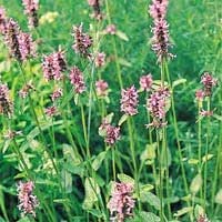 Amazon.com: Wood Betony Herb, Powder - Wildcrafted - Stachys ...