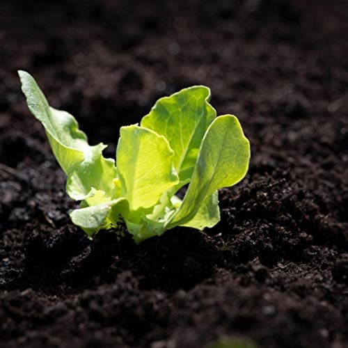 Amazon MusicでAlvin Willis Music feat. Stephen David JacksonのSeed of ...